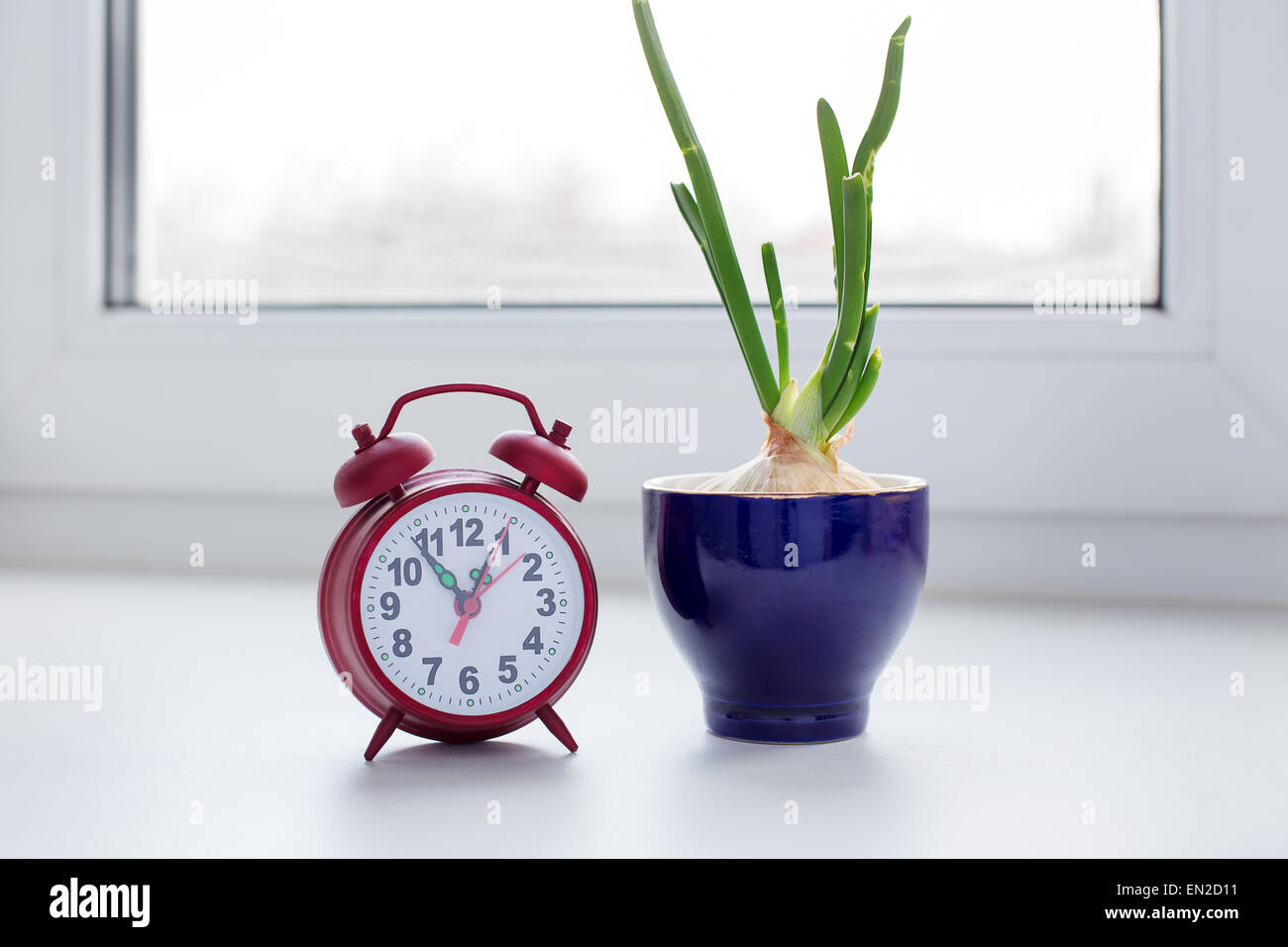 Sprouting onion in a glass and clock on the windowsill Stock Photo - Alamy