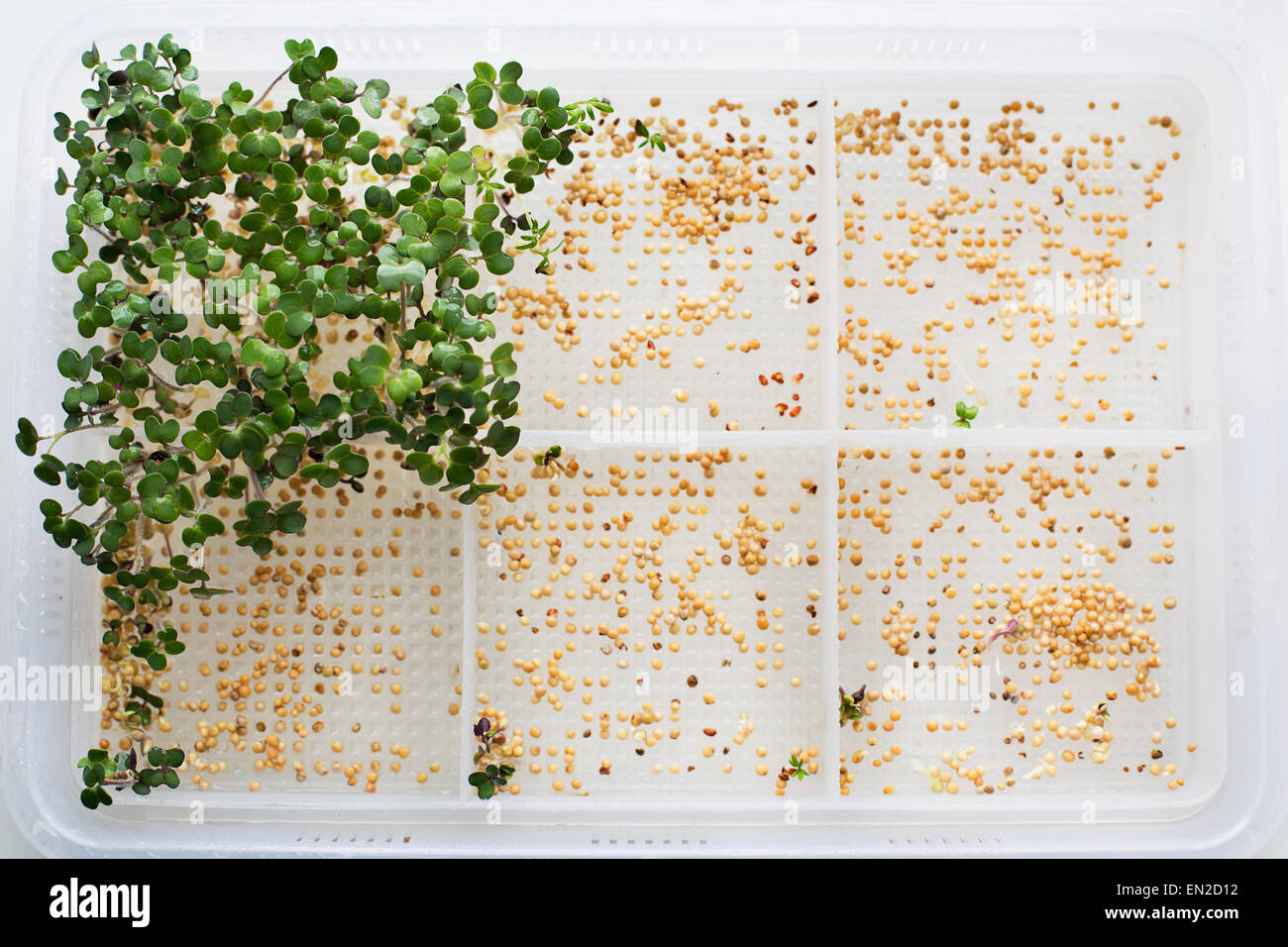 Germinated seeds hi-res stock photography and images - Alamy