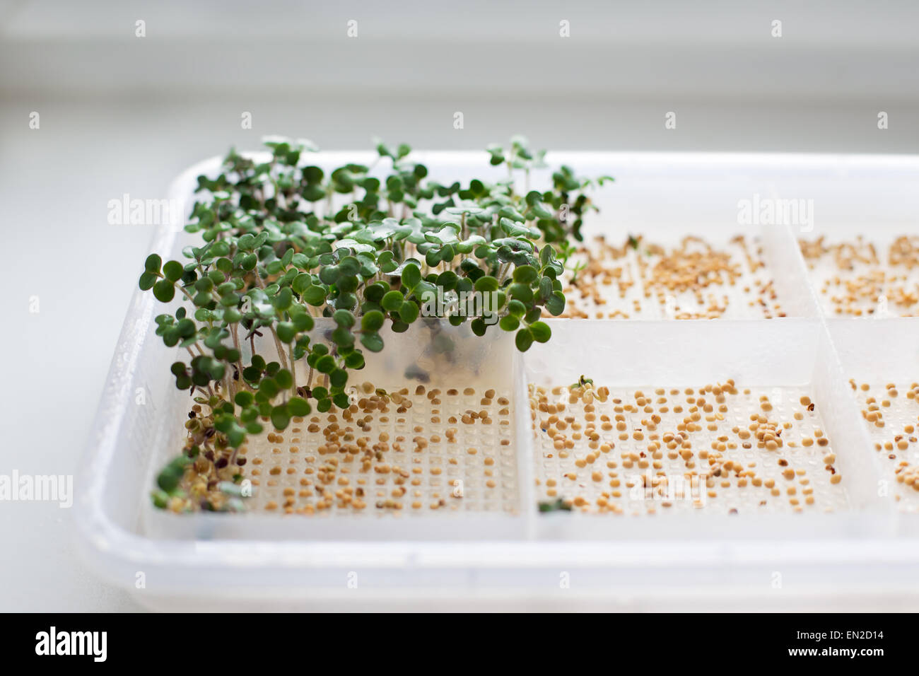 Germinated sprouts and seeds with dew in a tray Stock Photo - Alamy