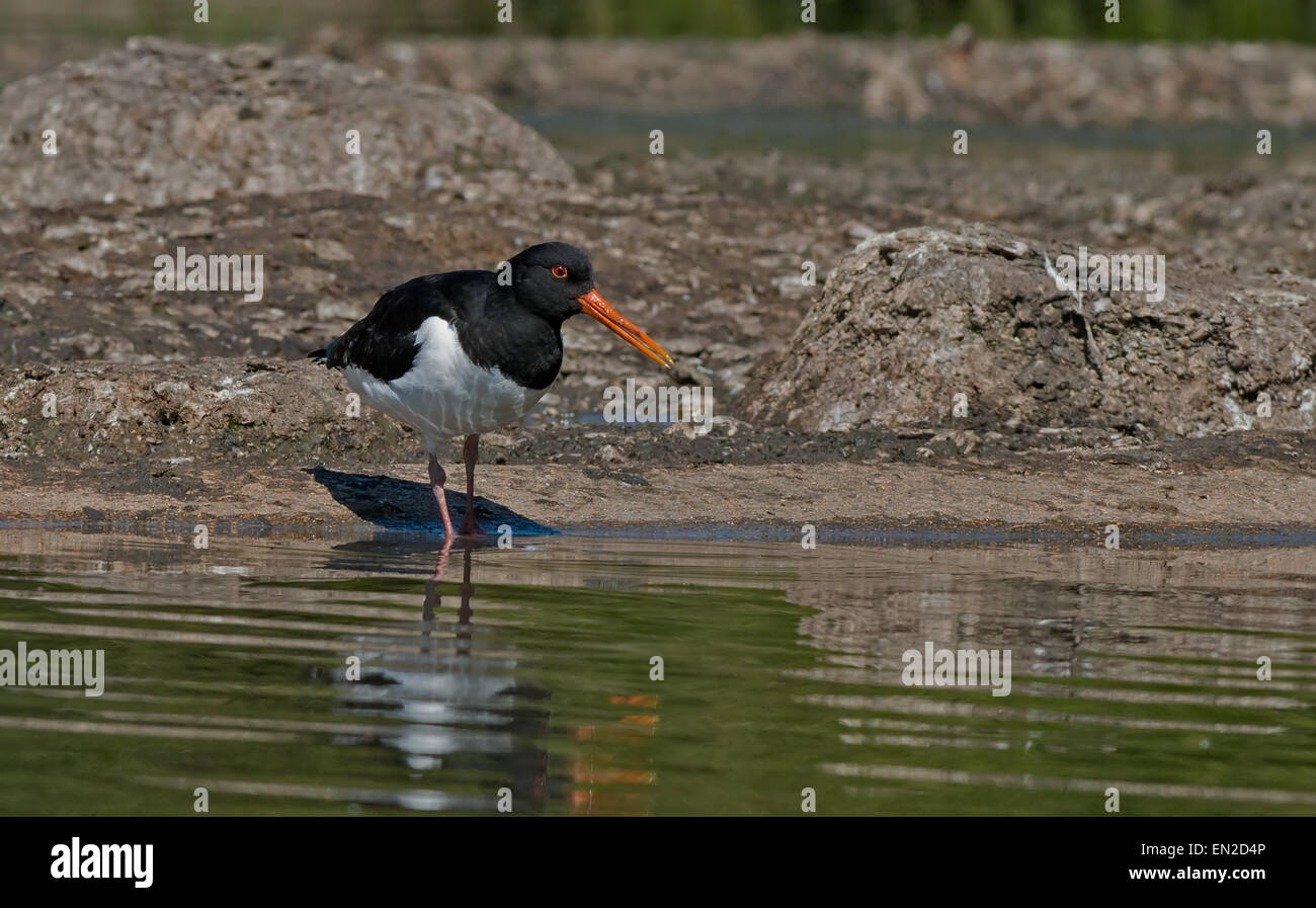 Uk oyster catcher hi-res stock photography and images - Alamy