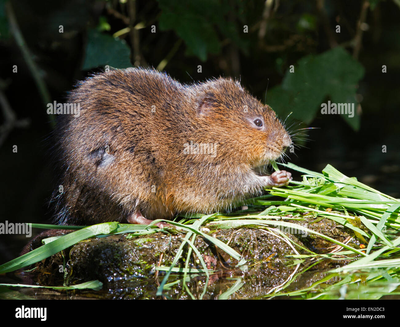 Vole feeding hi-res stock photography and images - Alamy