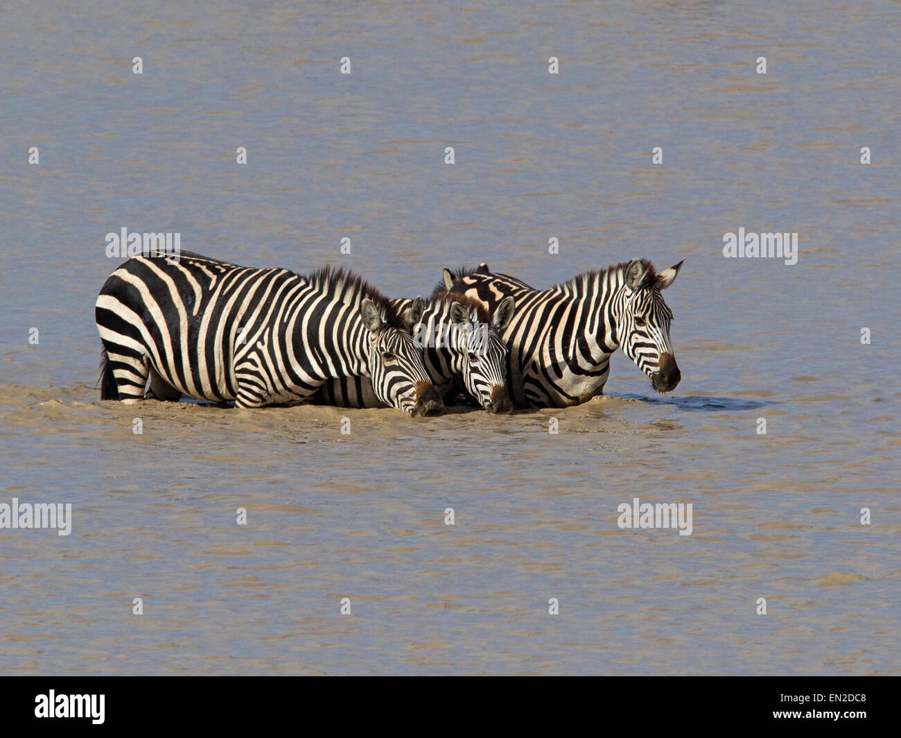 Zebra in nature hi-res stock photography and images - Alamy