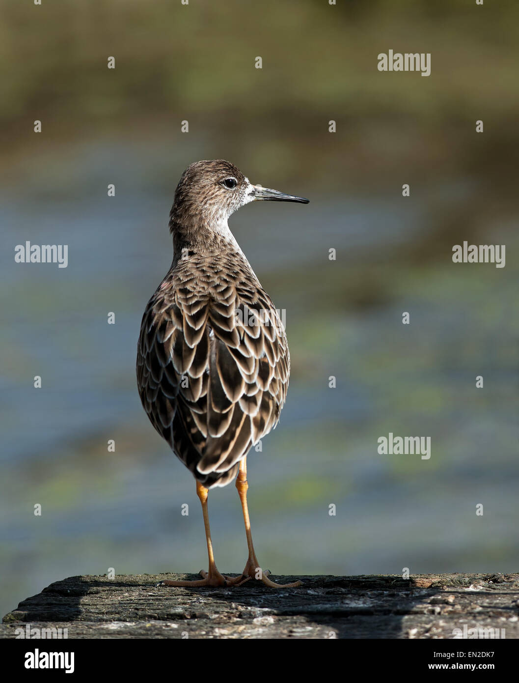 Ruff bird uk hi-res stock photography and images - Alamy