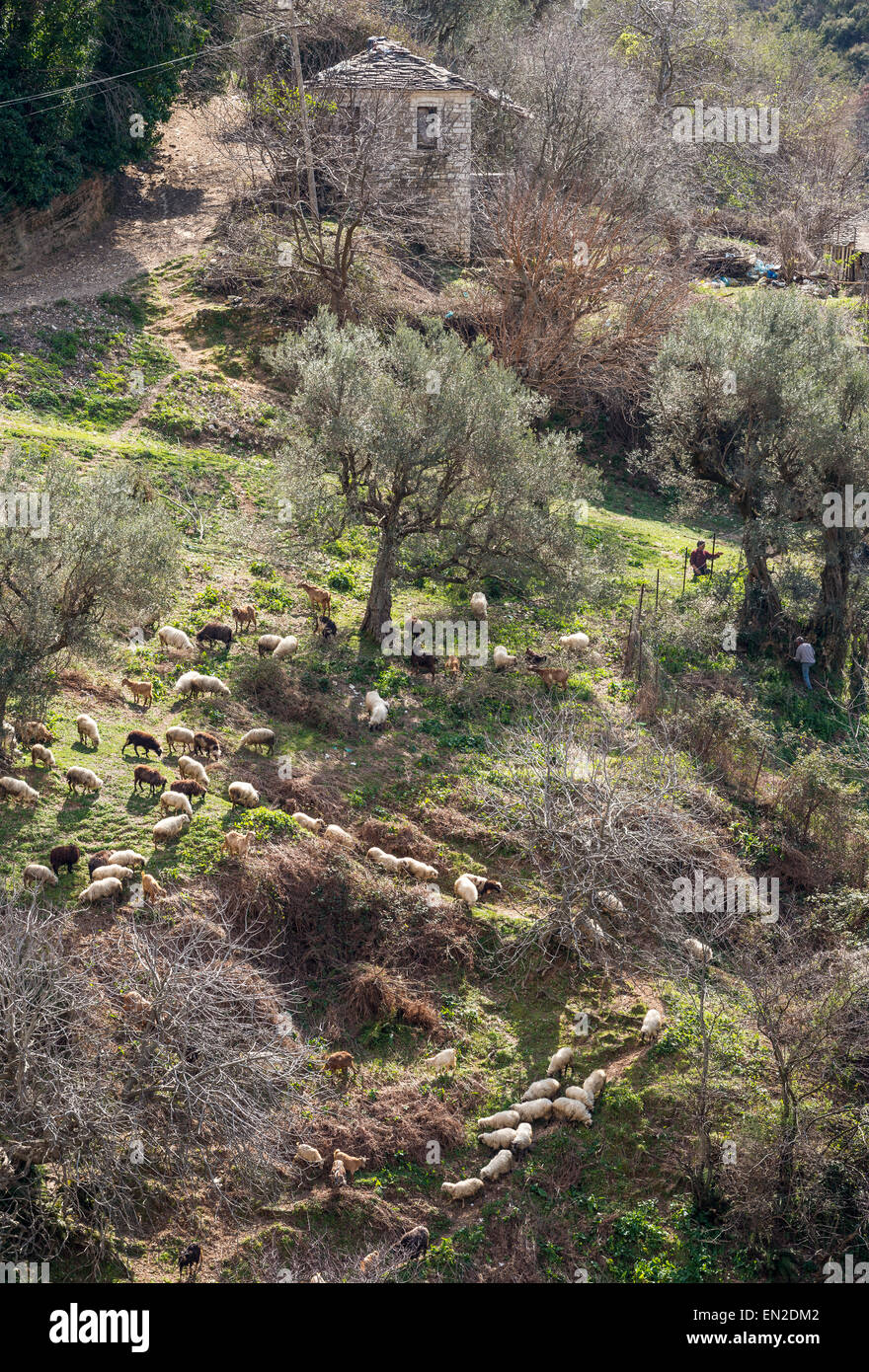 A shepherd with his flock in the village of Muzine near Delvine in ...