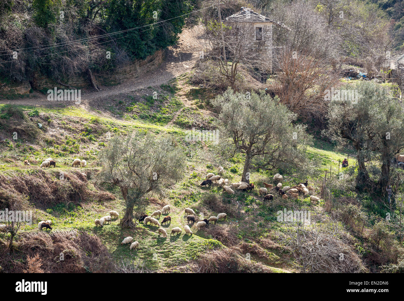 A shepherd with his flock in the village of Muzine near Delvine in ...