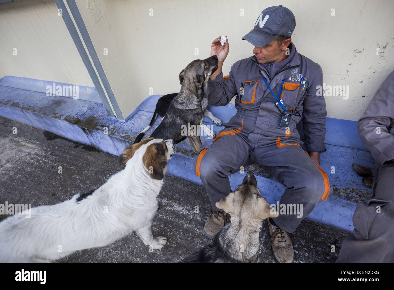 Chernobyl dogs hi-res stock photography and images - Alamy