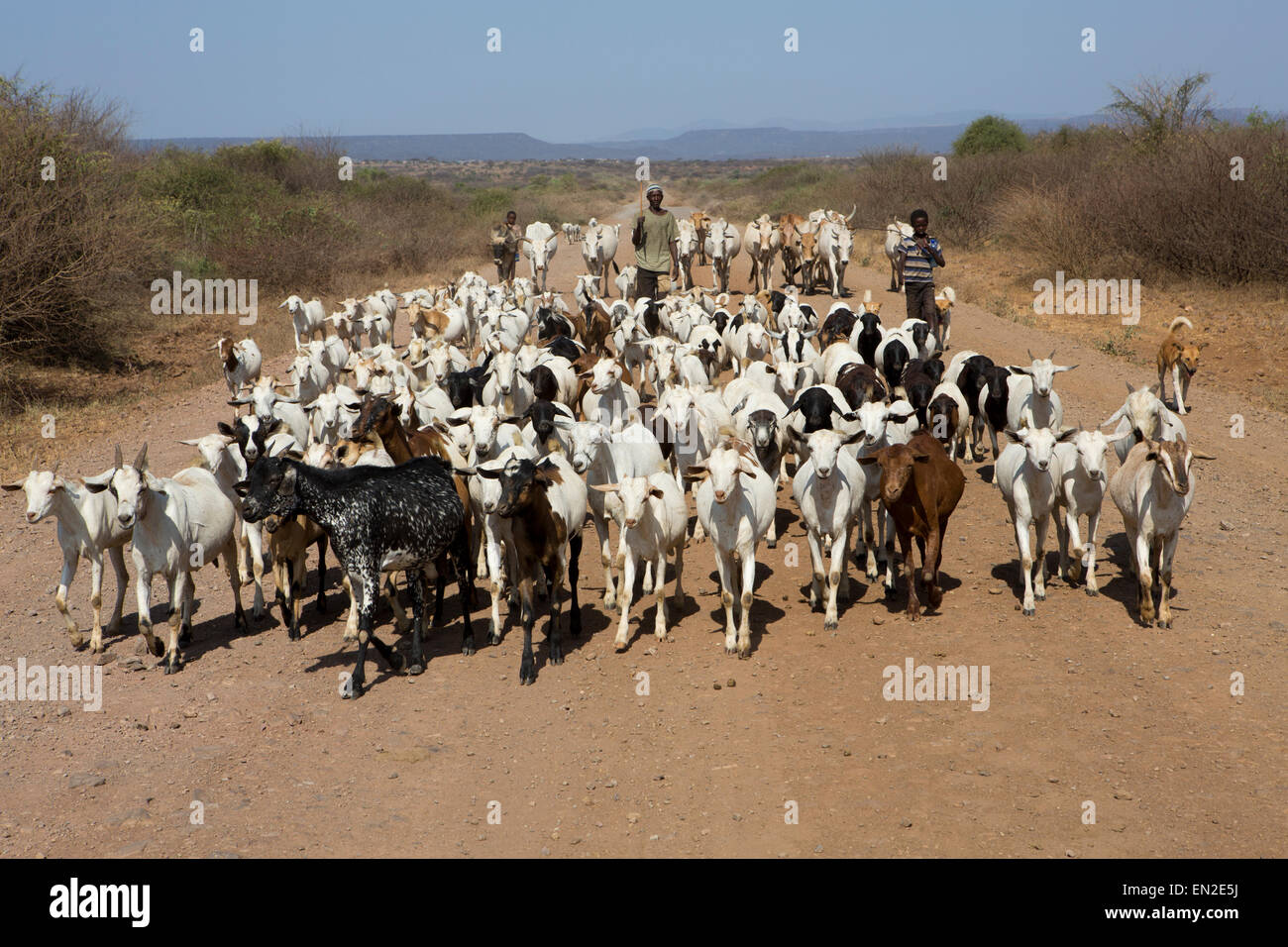 Ethiopian goat herder hi-res stock photography and images - Alamy