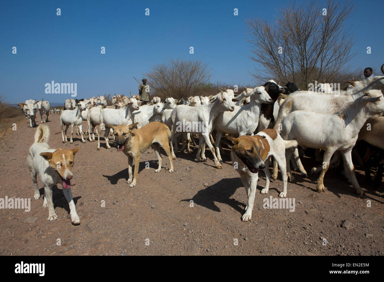 Ethiopian dogs hi-res stock photography and images - Alamy