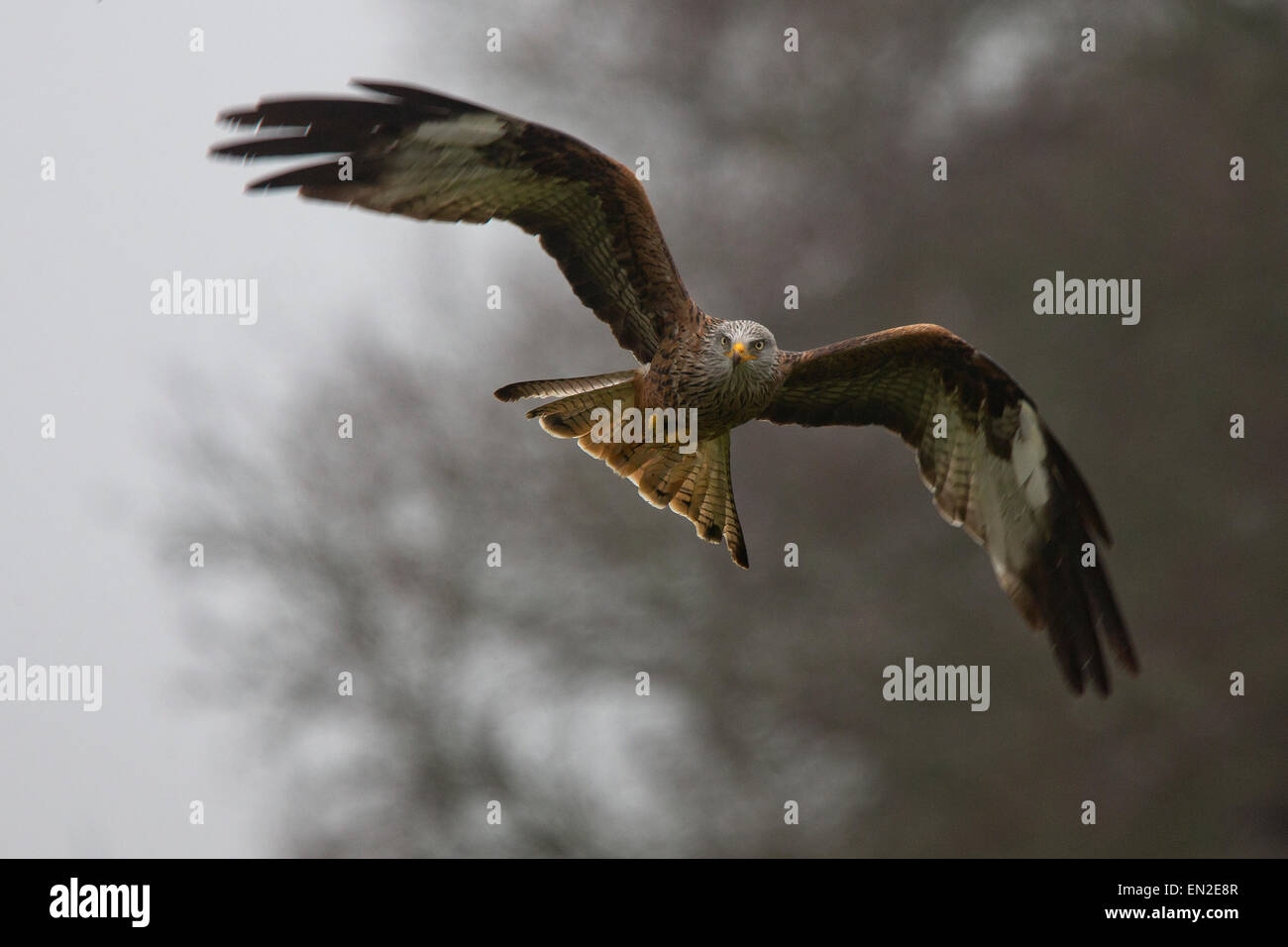 Red kite feather up close hi-res stock photography and images - Alamy