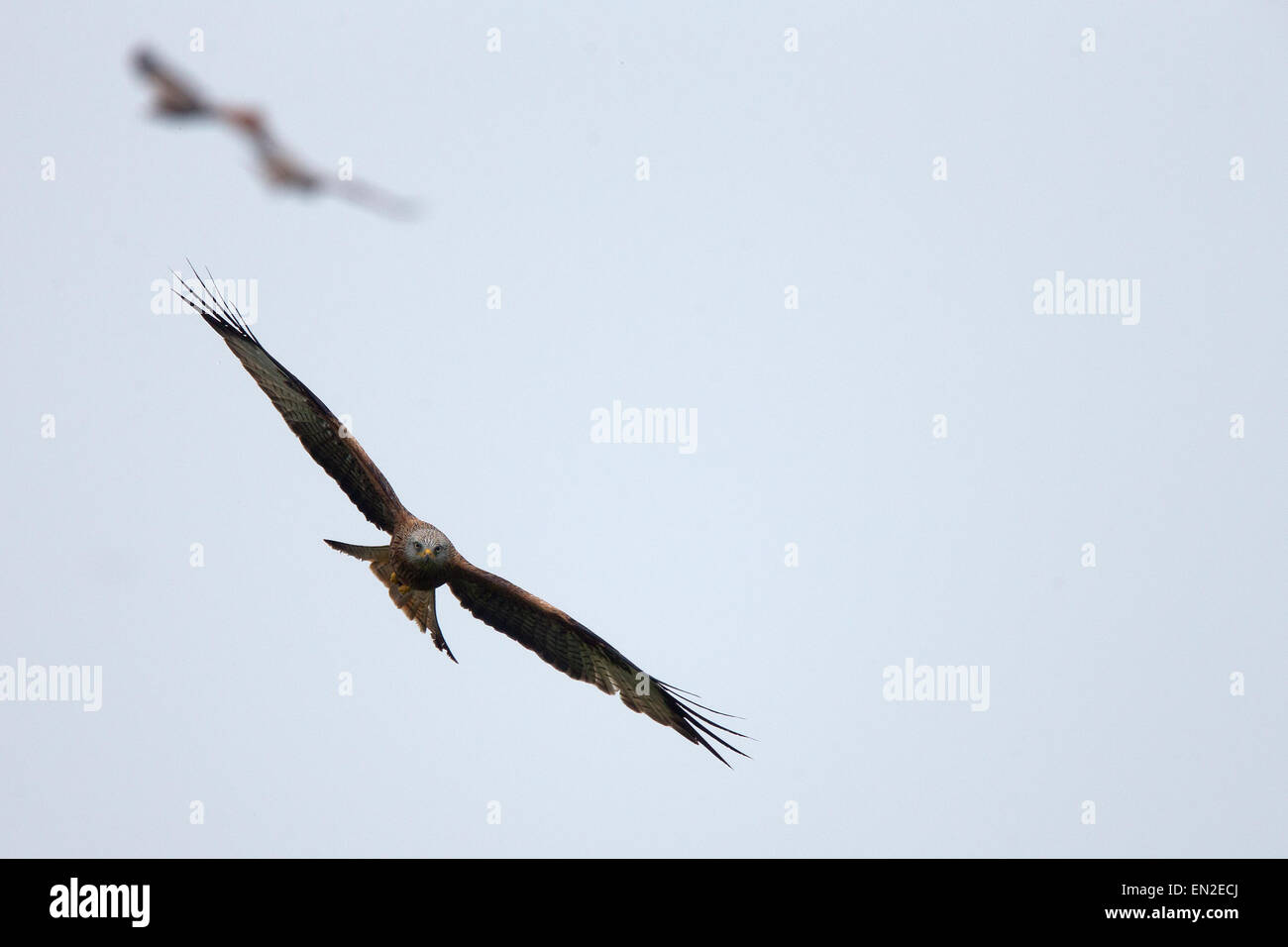 Red kite feather up close hi-res stock photography and images - Alamy