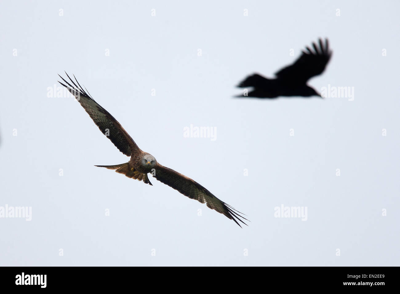 Red kite feather up close hi-res stock photography and images - Alamy