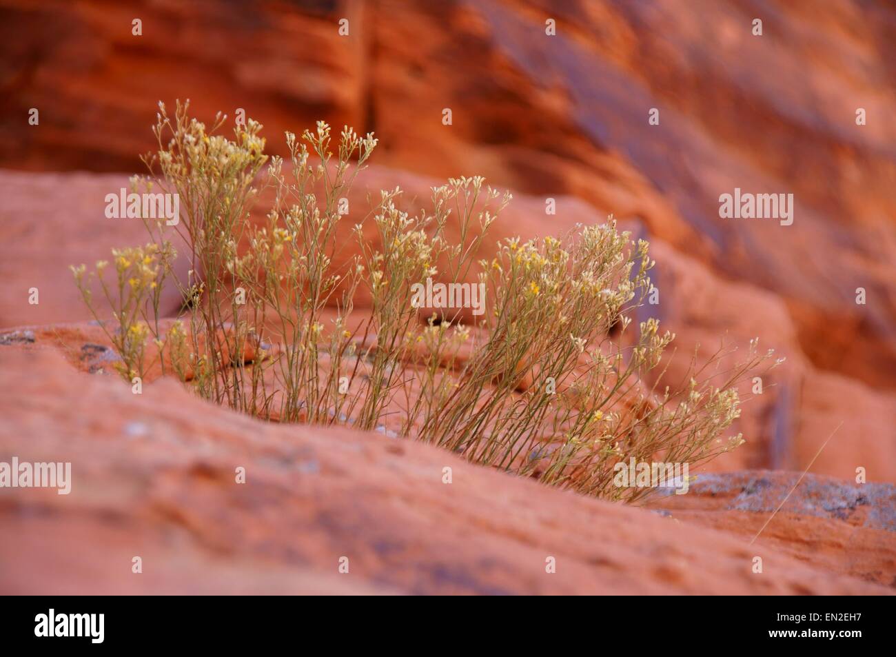 Dry desert grass close up Stock Photo - Alamy