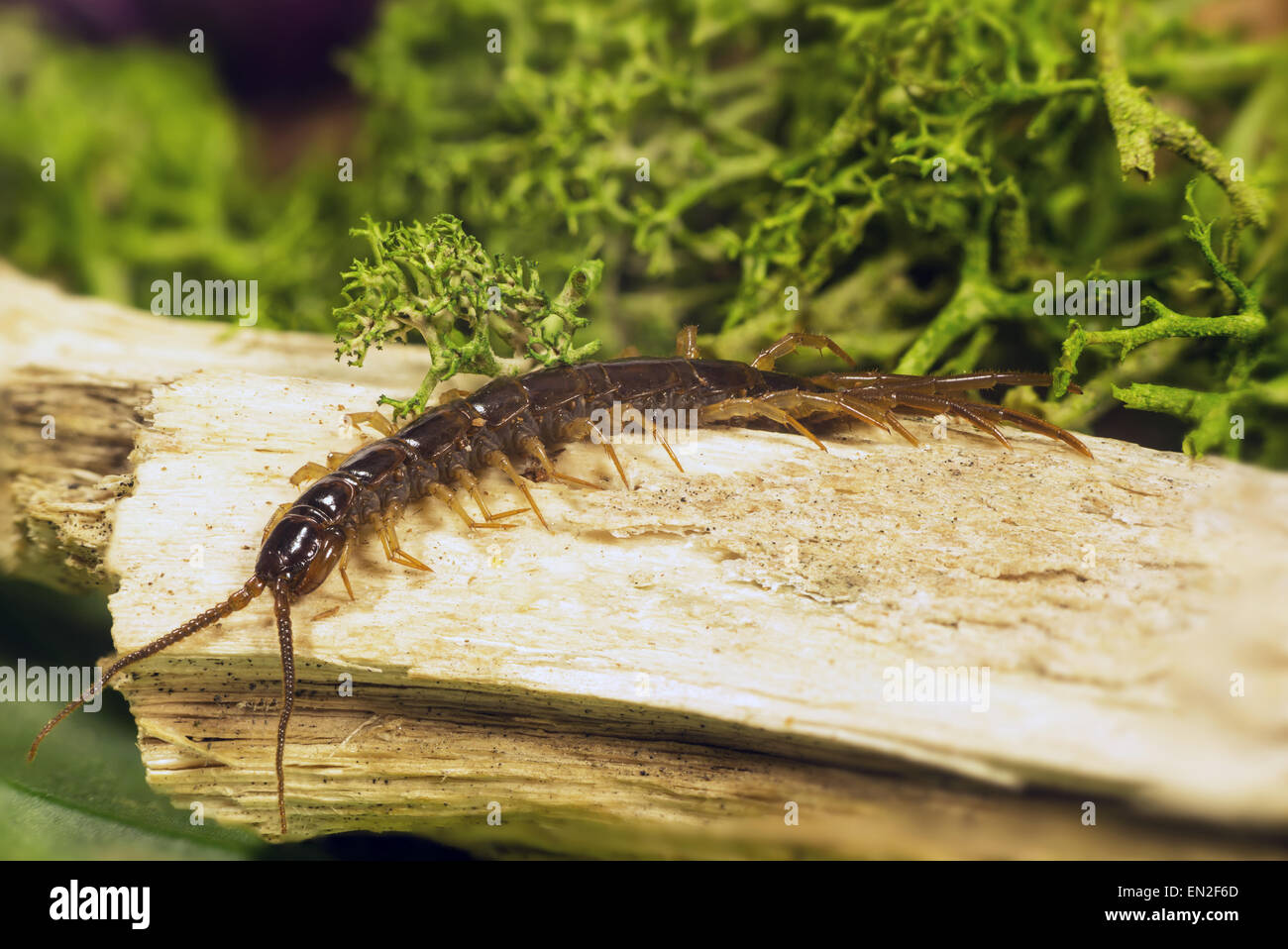 Myriapoda High Resolution Stock Photography and Images - Alamy