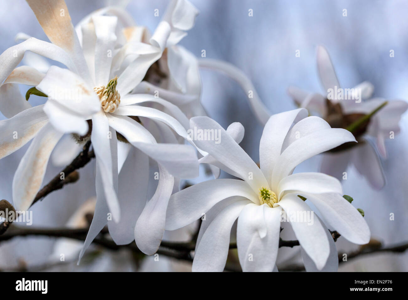 Magnolia stellata, Star magnolia flower Stock Photo - Alamy