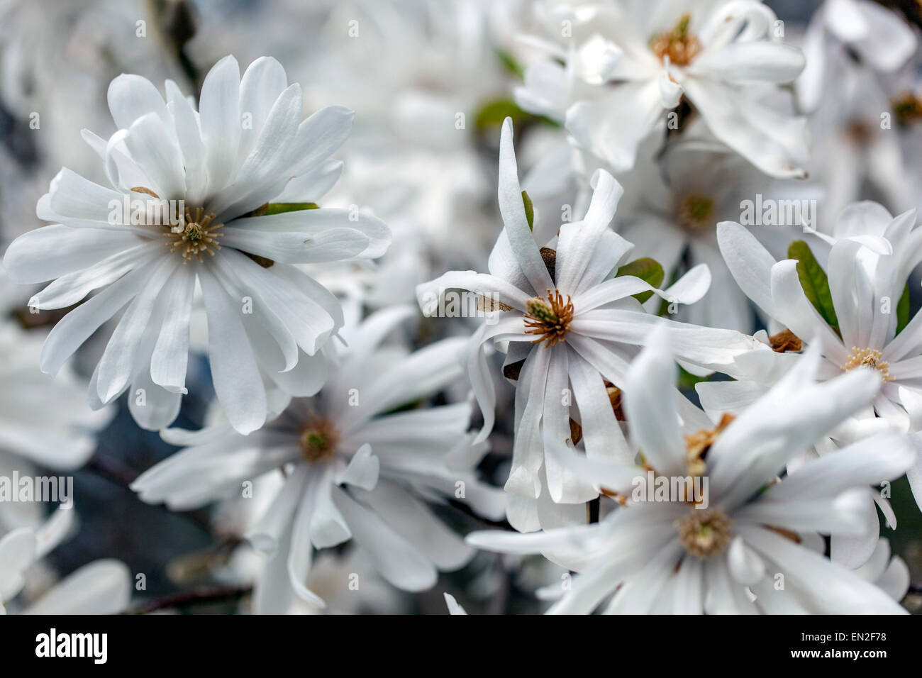 Beautiful blooming white magnolia hi-res stock photography and images ...
