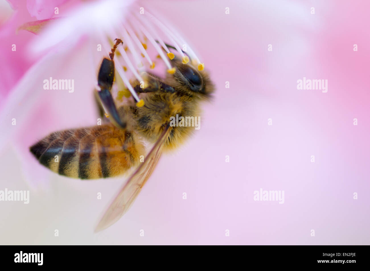 Japanese bee enjoying a lunch during spring time Stock Photo - Alamy
