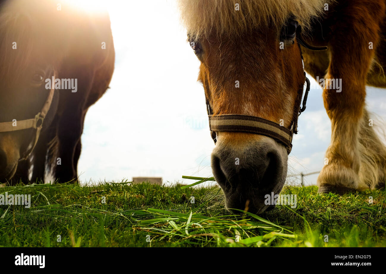 Two horses eating grass Stock Photo - Alamy