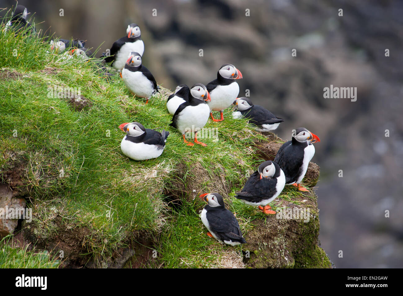 Colony of atlantic puffins at Mykines, Faroe Islands Stock Photo - Alamy