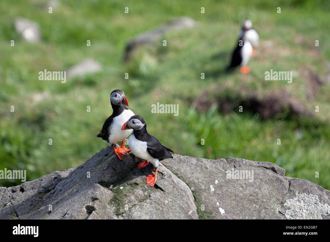 Puffin couple hi-res stock photography and images - Alamy