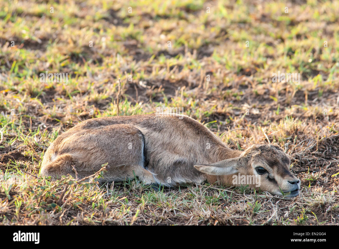 Thomson's Gazelle Fawn, Eudorcas thomsonii , Lying flat, motionless ...