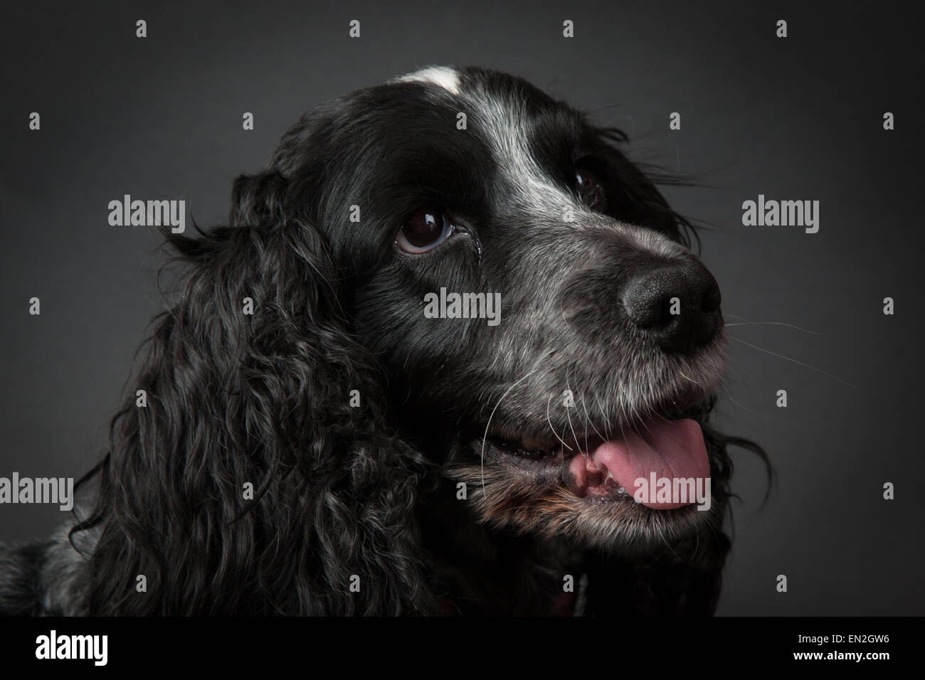 Black and white spaniel hi-res stock photography and images - Alamy