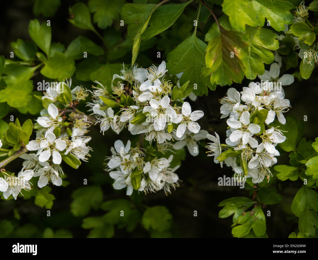 Hawthorn blossom spring hi-res stock photography and images - Alamy