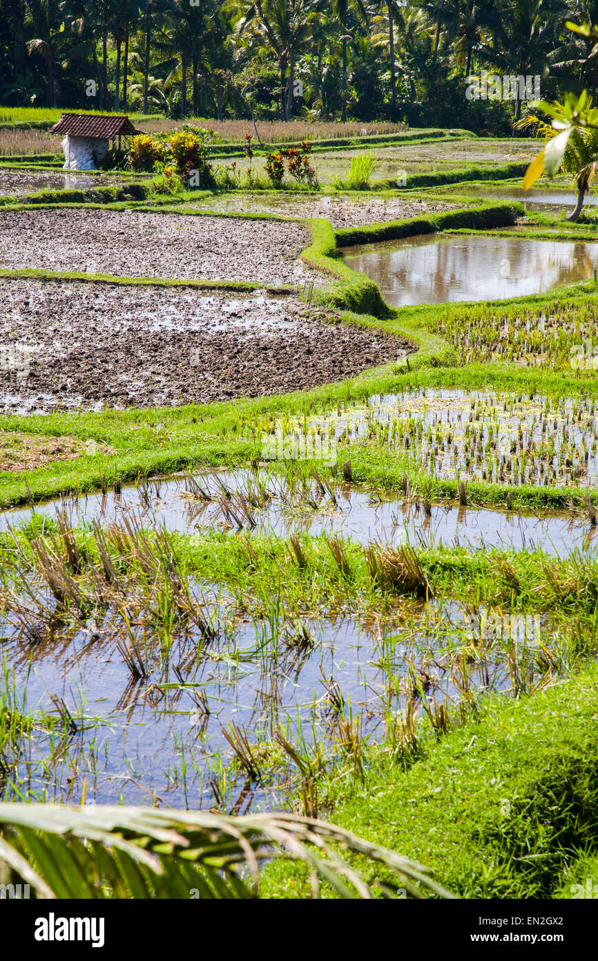 Rice paddies near Ubud, Bali, Indonesia Stock Photo - Alamy