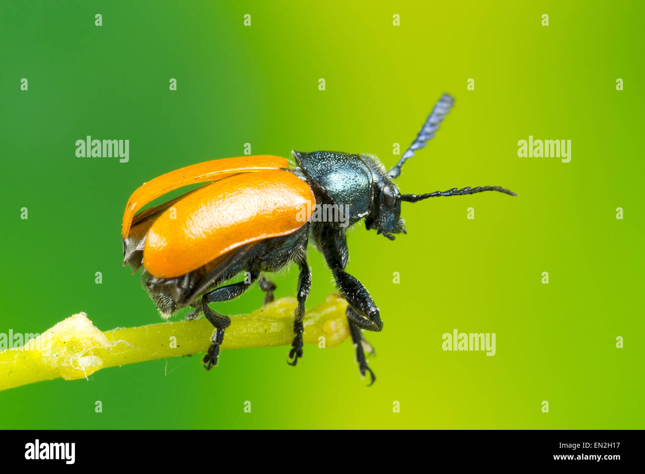 A very small orange and green beetle Stock Photo - Alamy