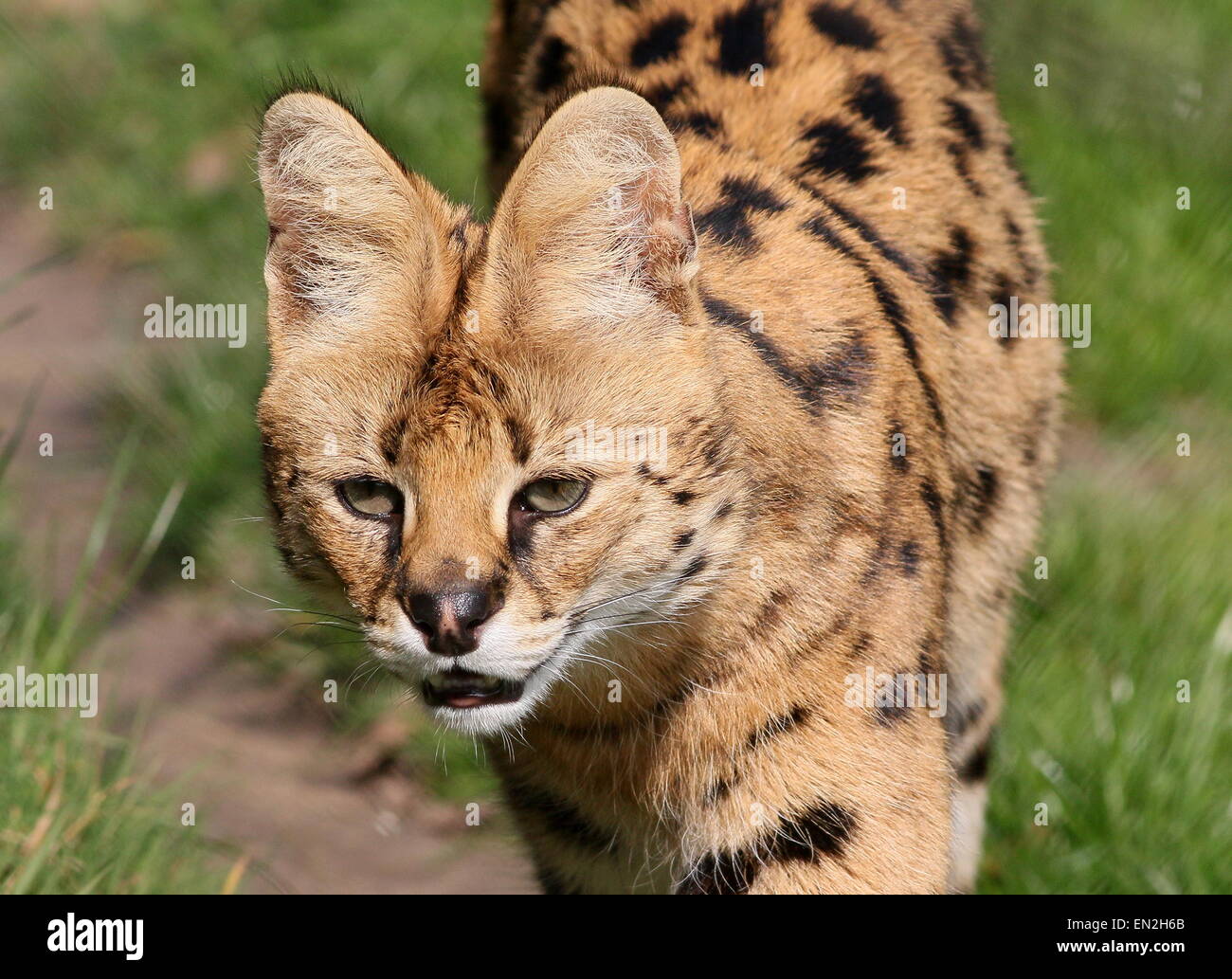 Hunting African Serval (Leptailurus serval), close-up of the head Stock ...