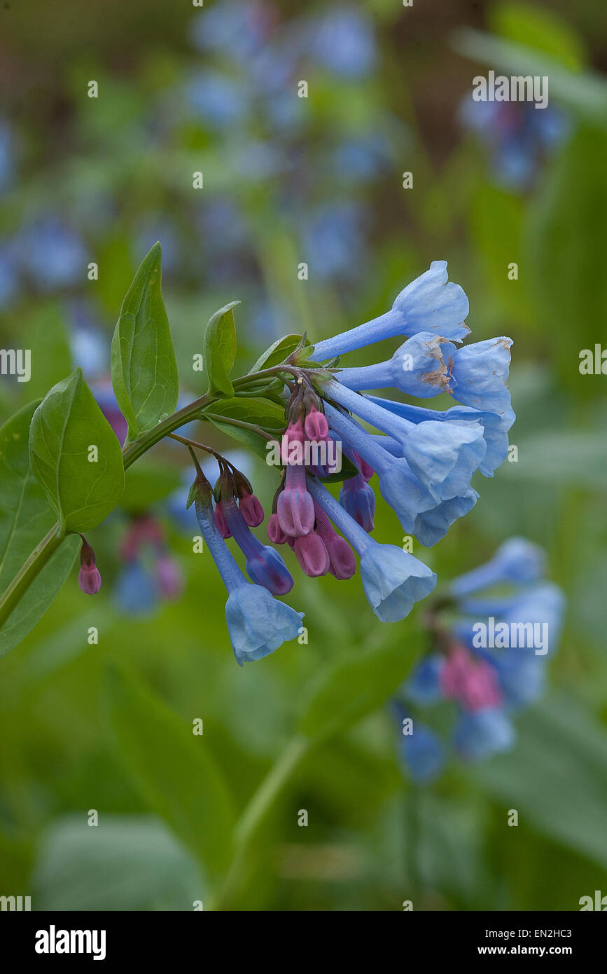 Virginia Bluebell, Mertensia virginica, wildflower, North American ...