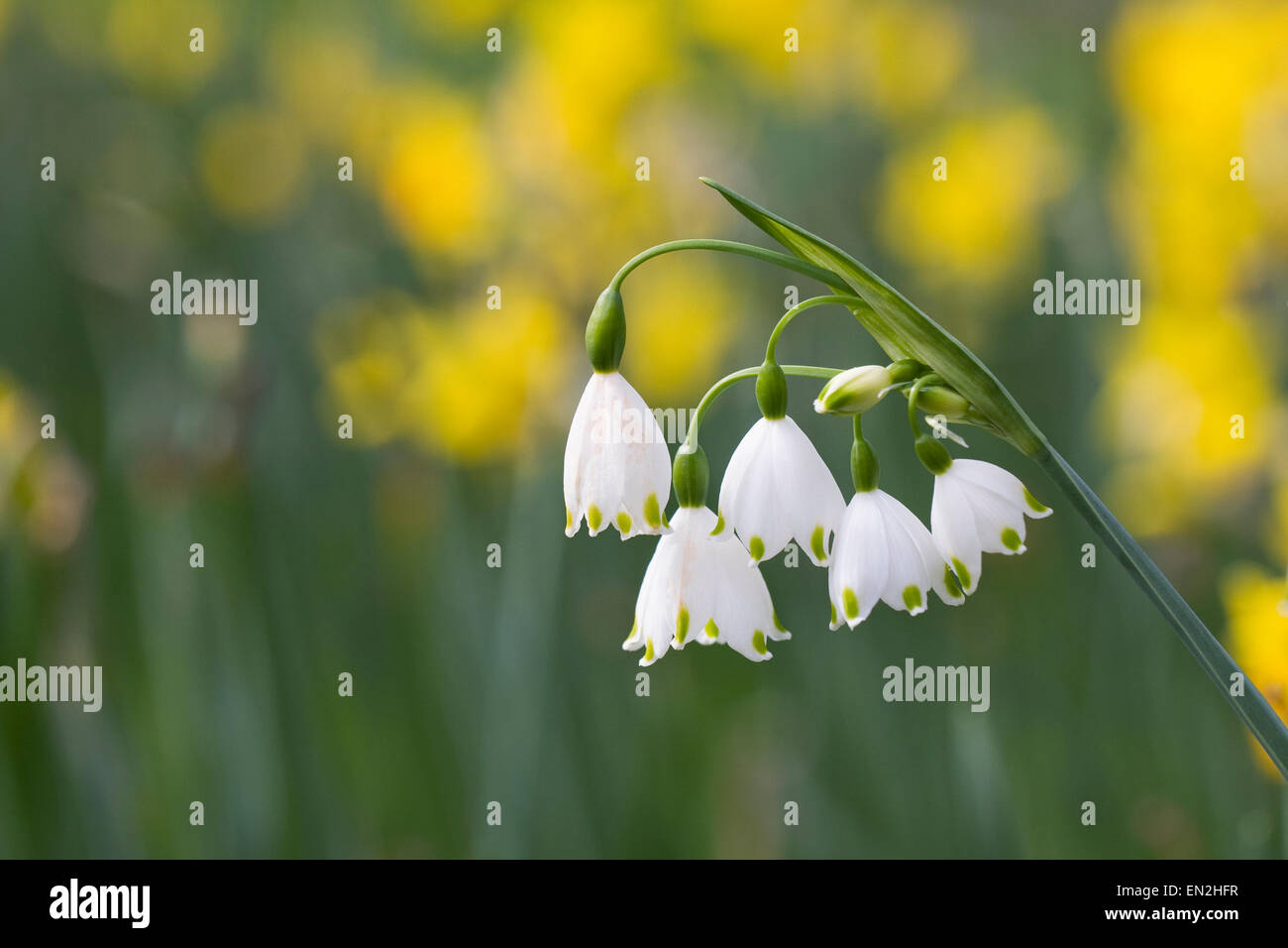 Leucojum Flowers High Resolution Stock Photography and Images - Alamy