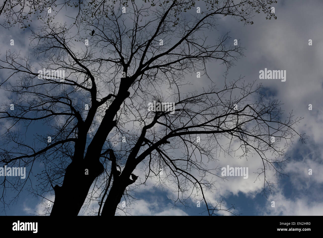 Beautiful landscape tree cloudy sky hi-res stock photography and images ...