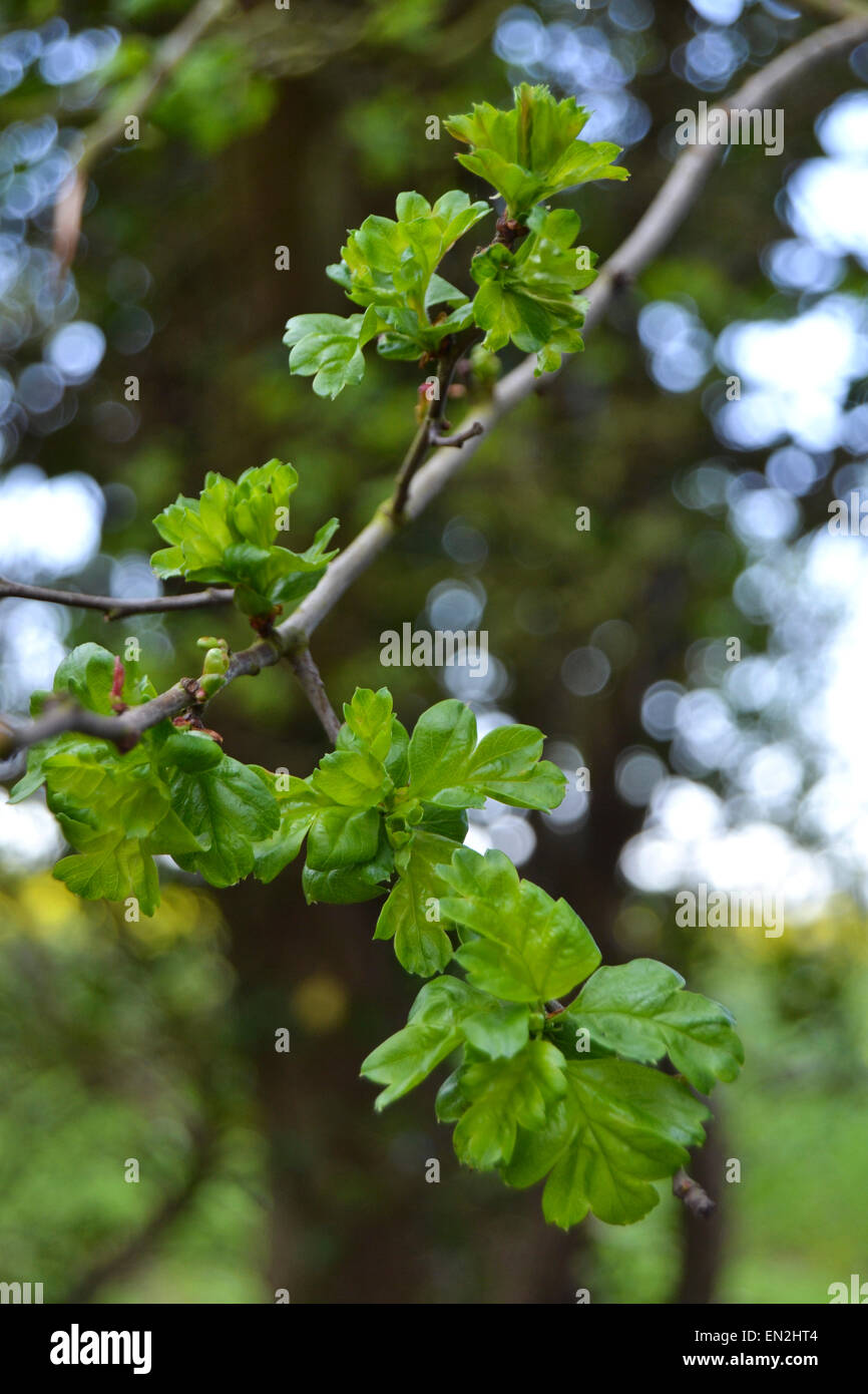 Circles in nature hi-res stock photography and images - Alamy