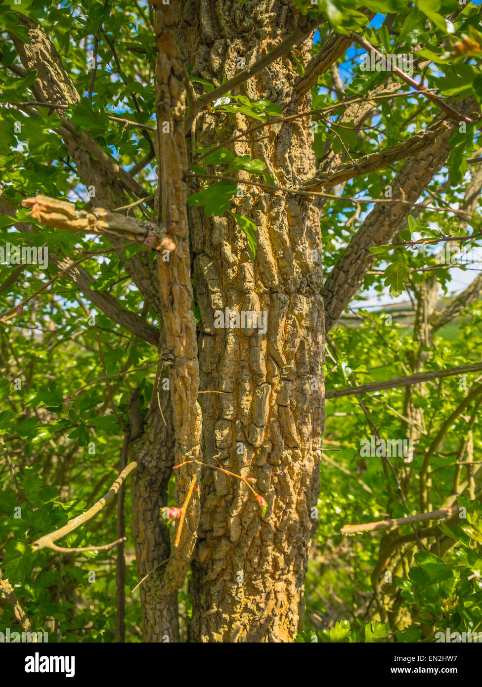 Hawthorn tree bark hi-res stock photography and images - Alamy