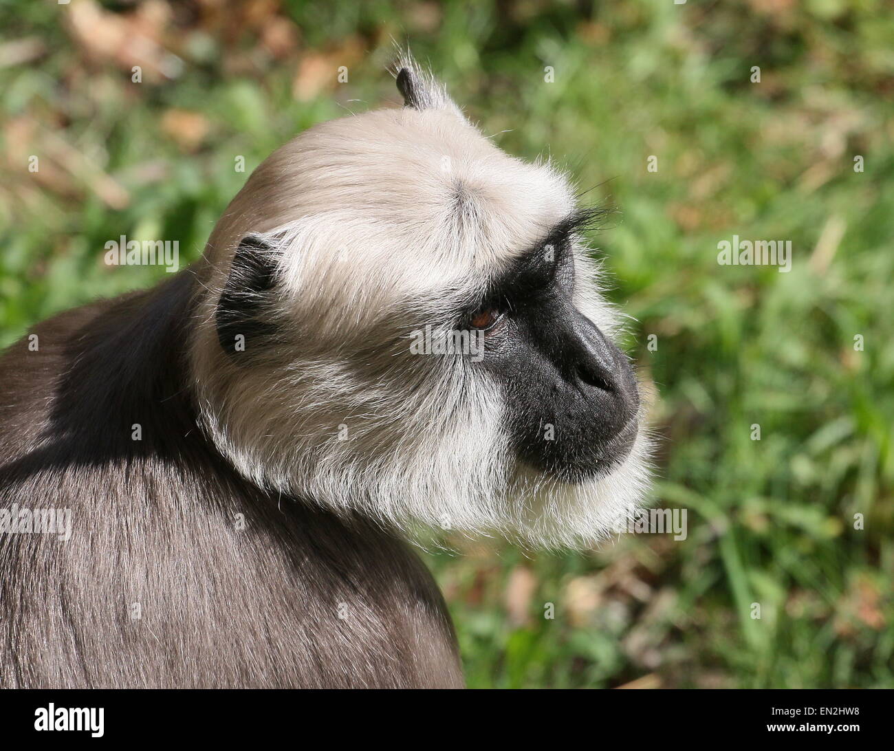 Indian Northern plains grey langur (Semnopithecus entellus), closeup of ...