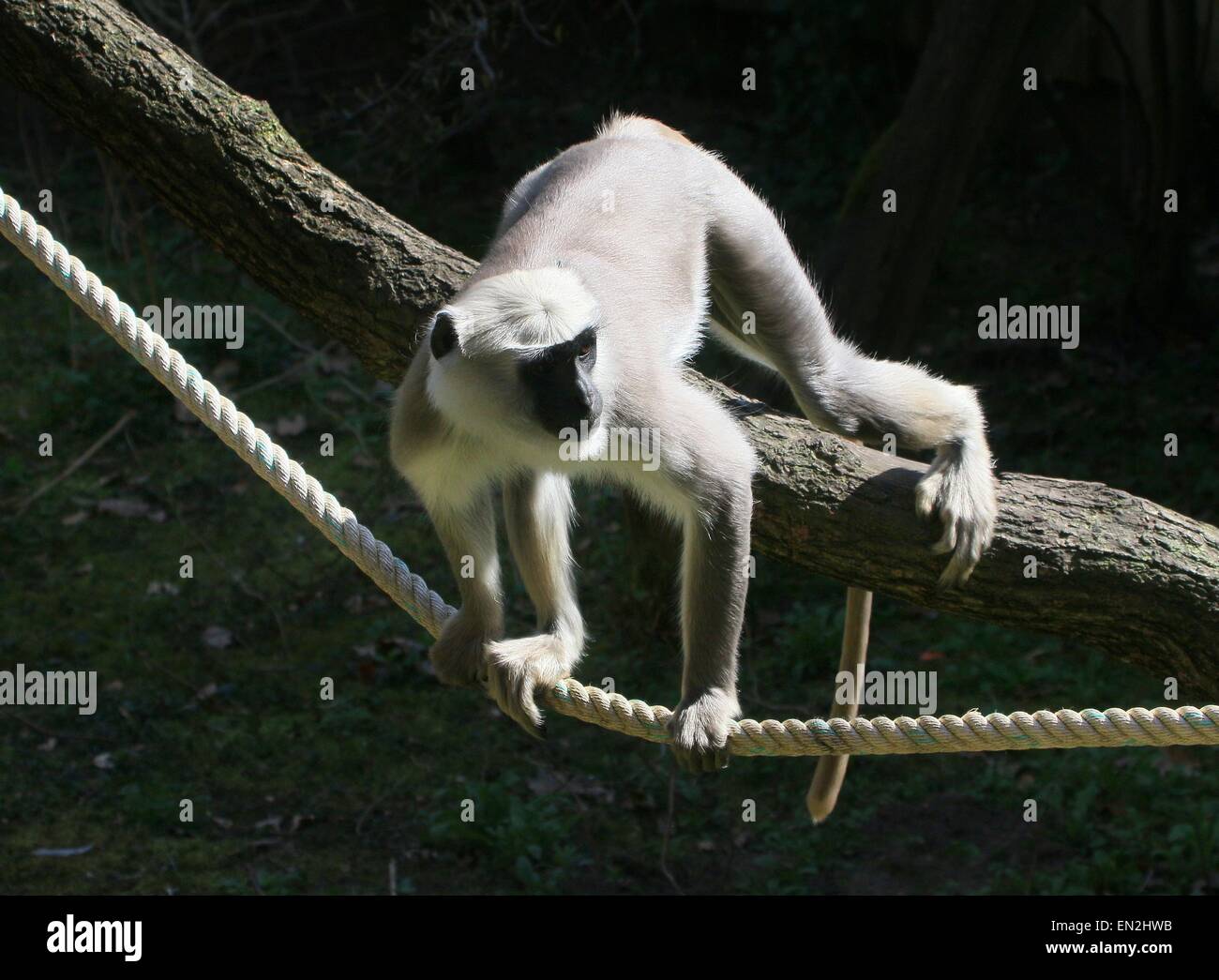 Male Indian Northern plains gray langur (Semnopithecus entellus ...