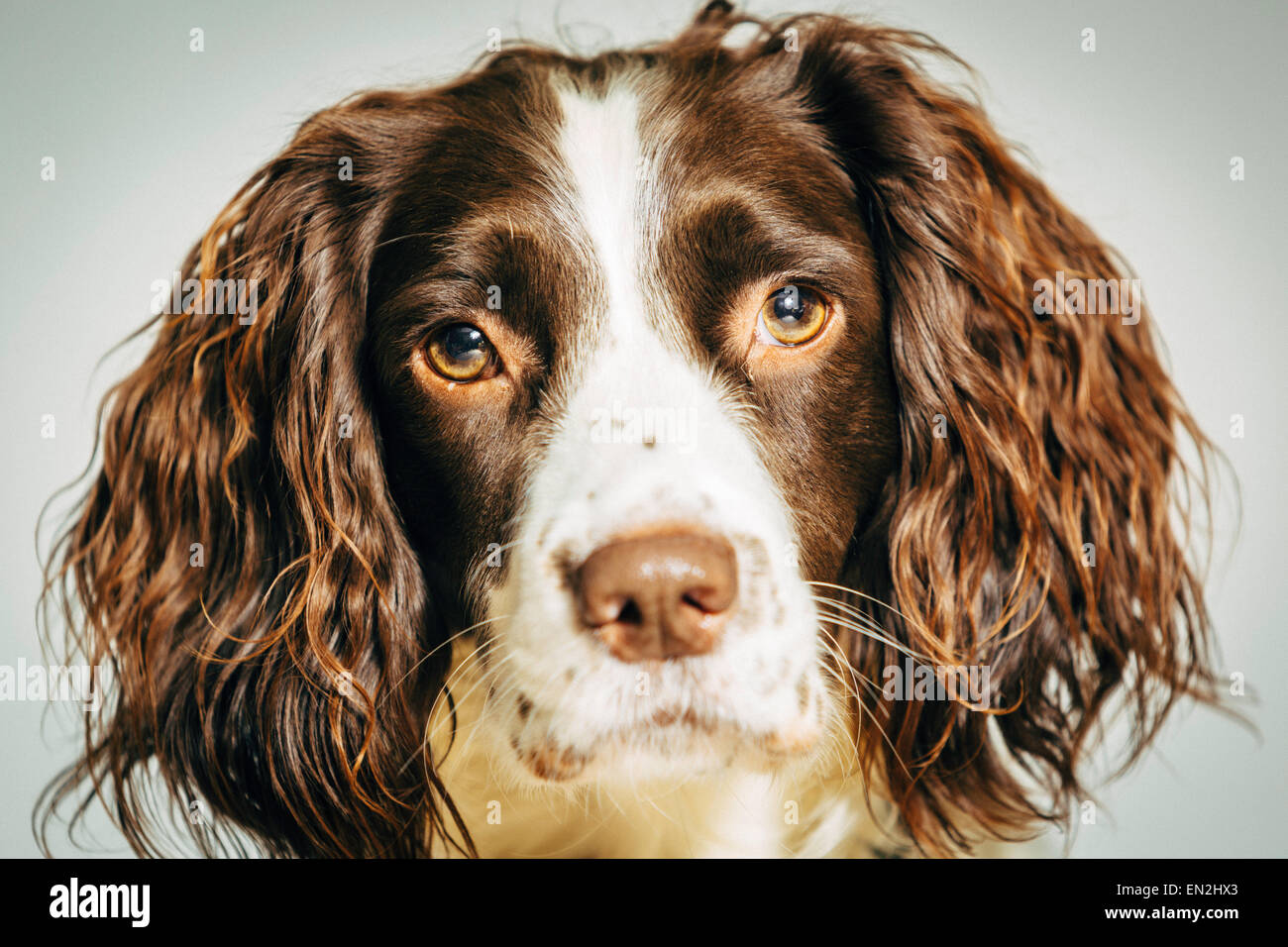 A portrait picture of a English white and brown liver Springer Spaniel ...