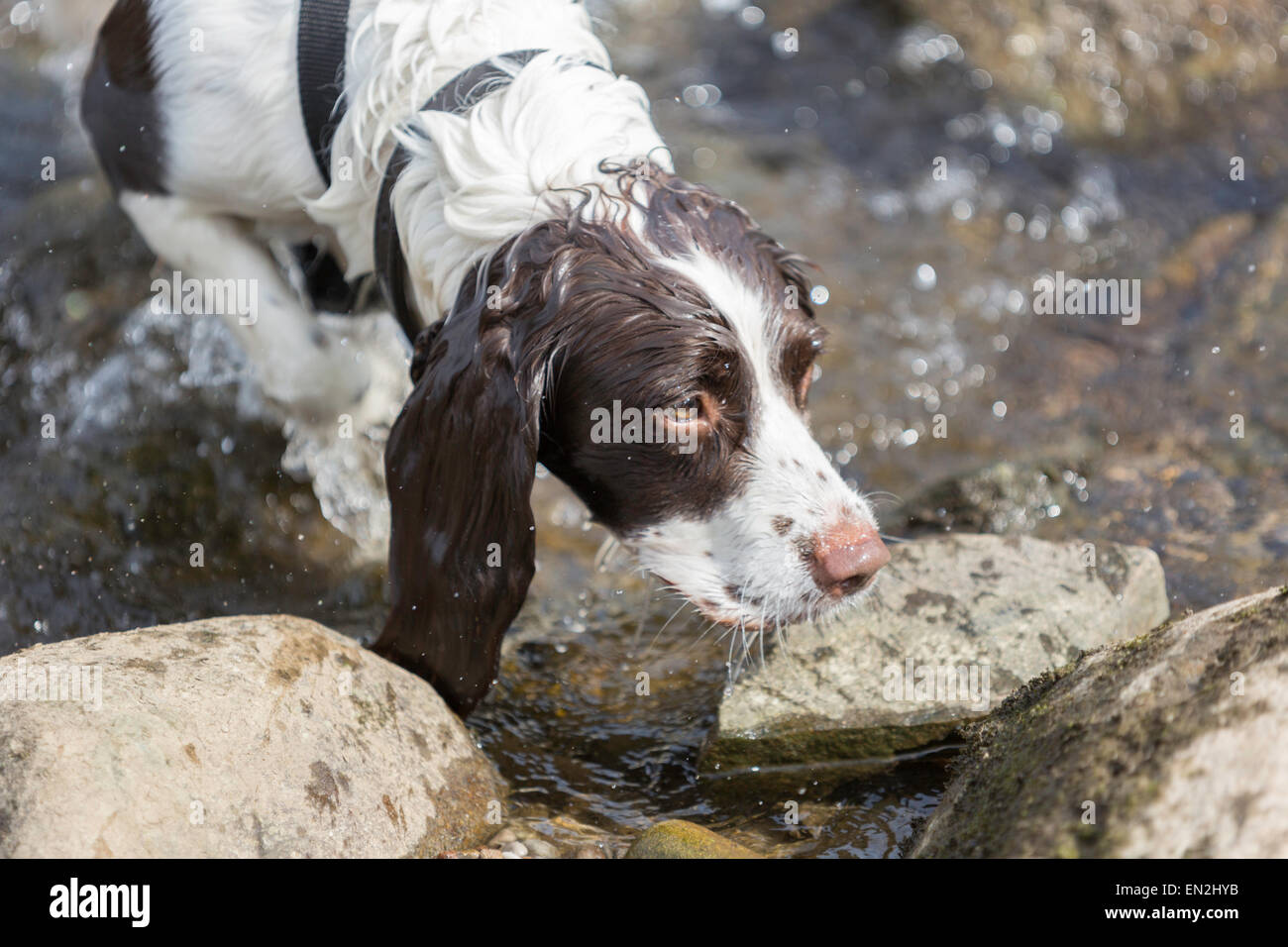 English Springer Spaniel searching in a river Stock Photo - Alamy