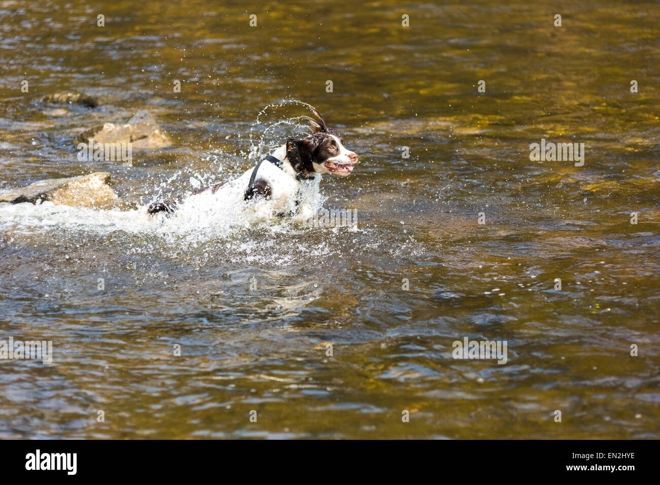 Running English Spring Spaniel in a river Stock Photo - Alamy