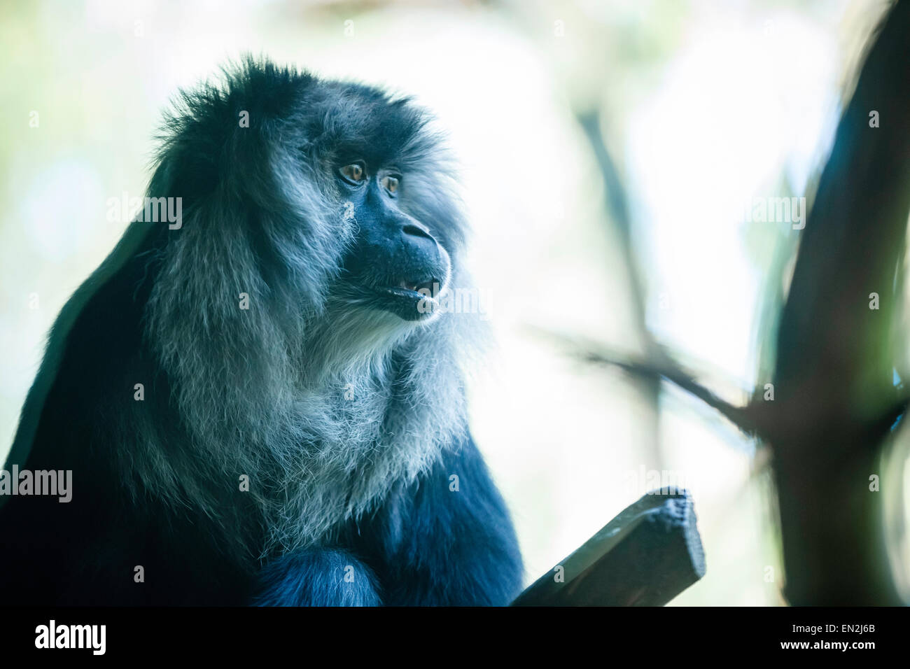 Lion-tailed Macaque at the Woodland Park Zoo in Seattle, Washington on ...