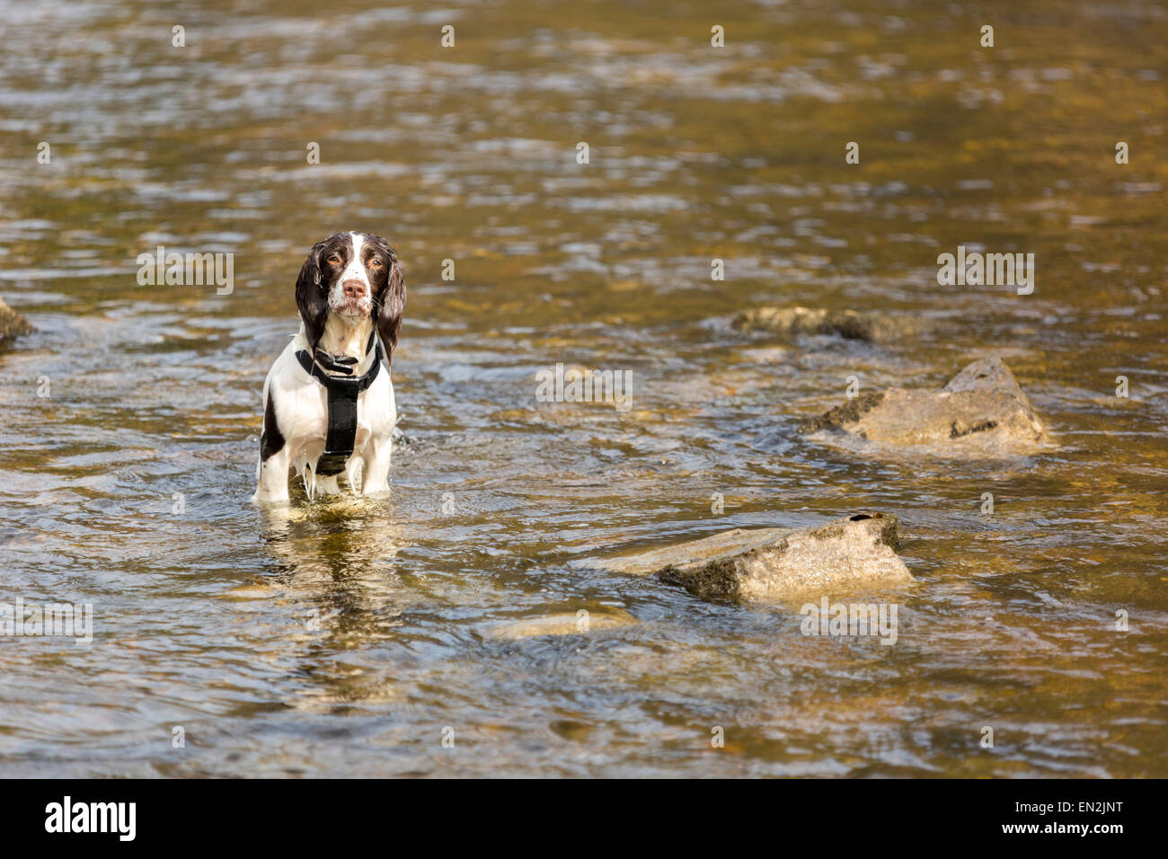 Wet Spring Spaniel in water Stock Photo - Alamy
