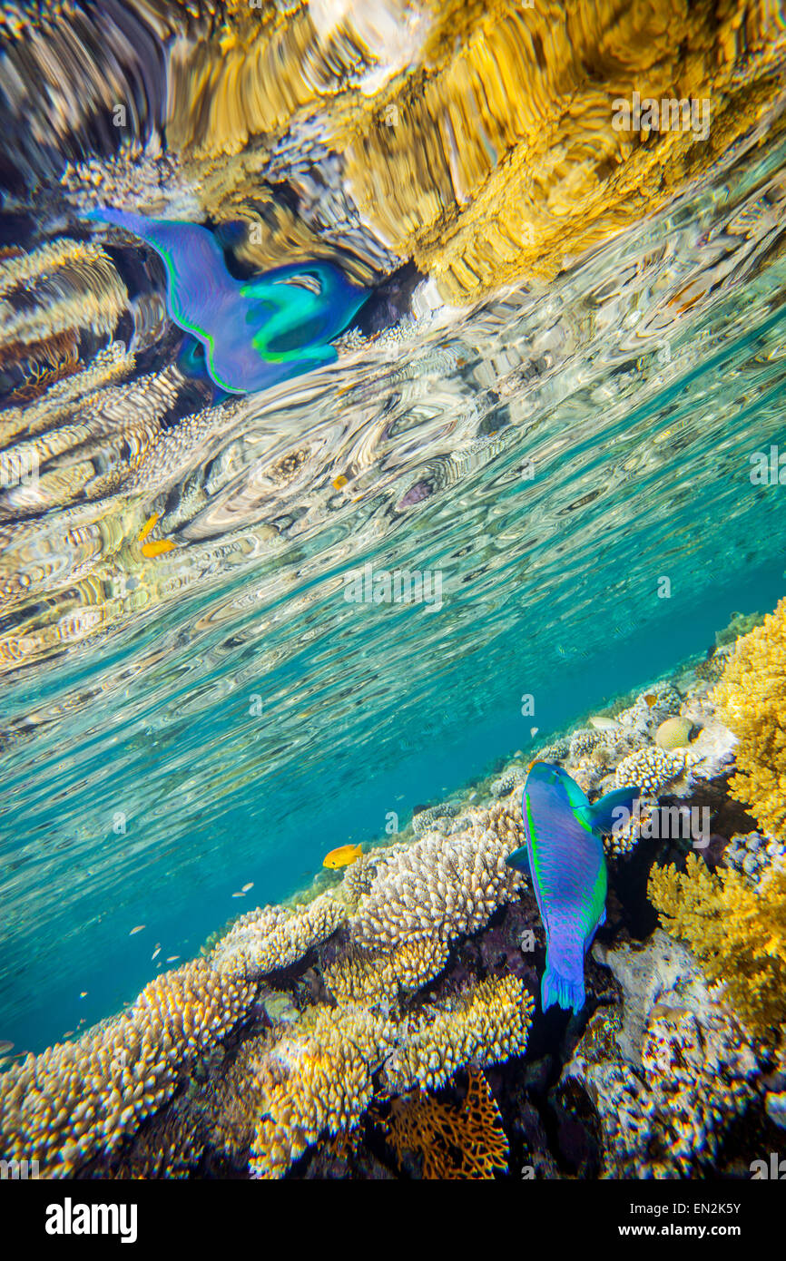 Egypt big fish hi-res stock photography and images - Alamy