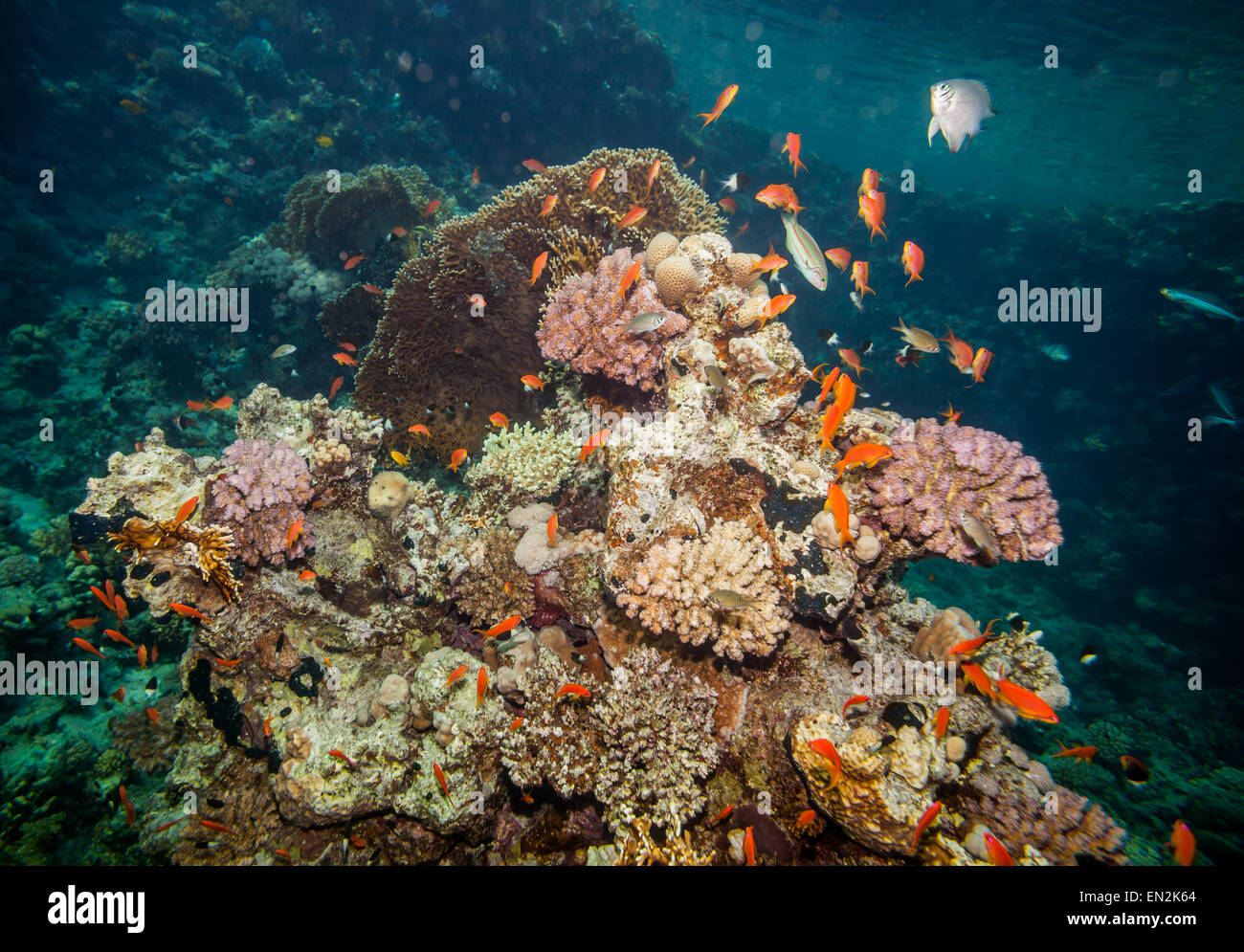 Red sea coral reef Stock Photo - Alamy