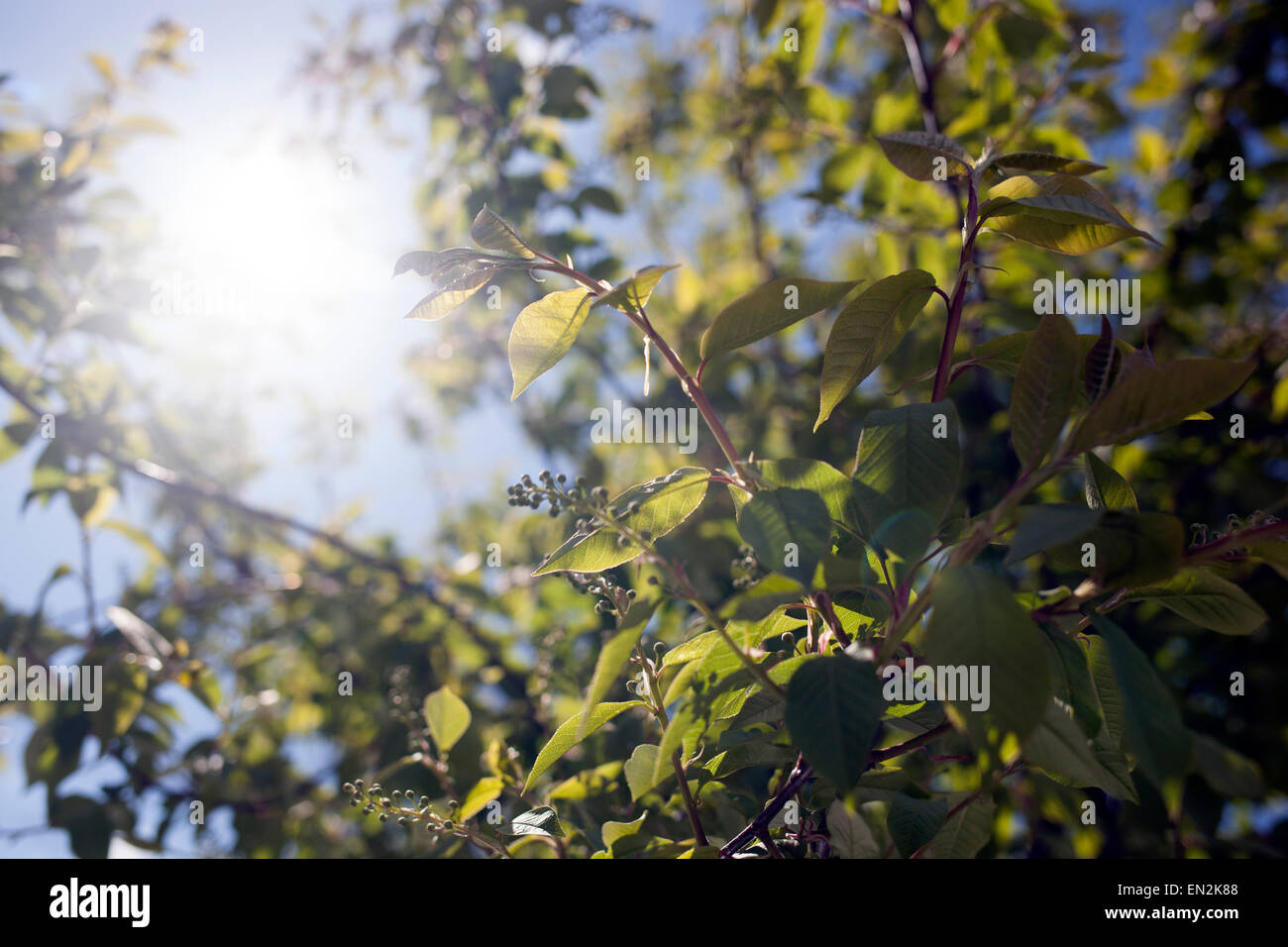 Sunlight coming through trees hi-res stock photography and images - Alamy