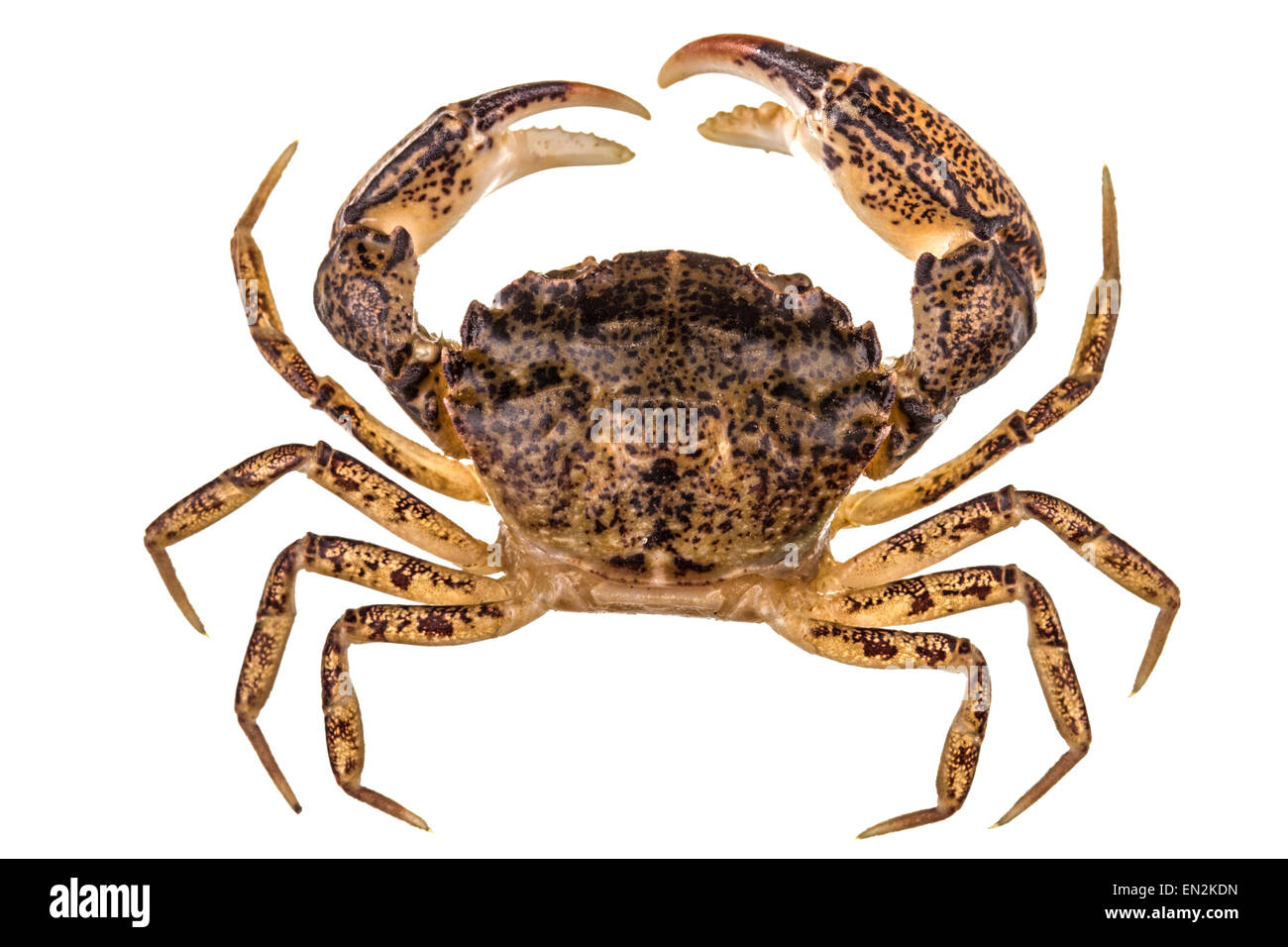Crab, isolated on white background Stock Photo - Alamy