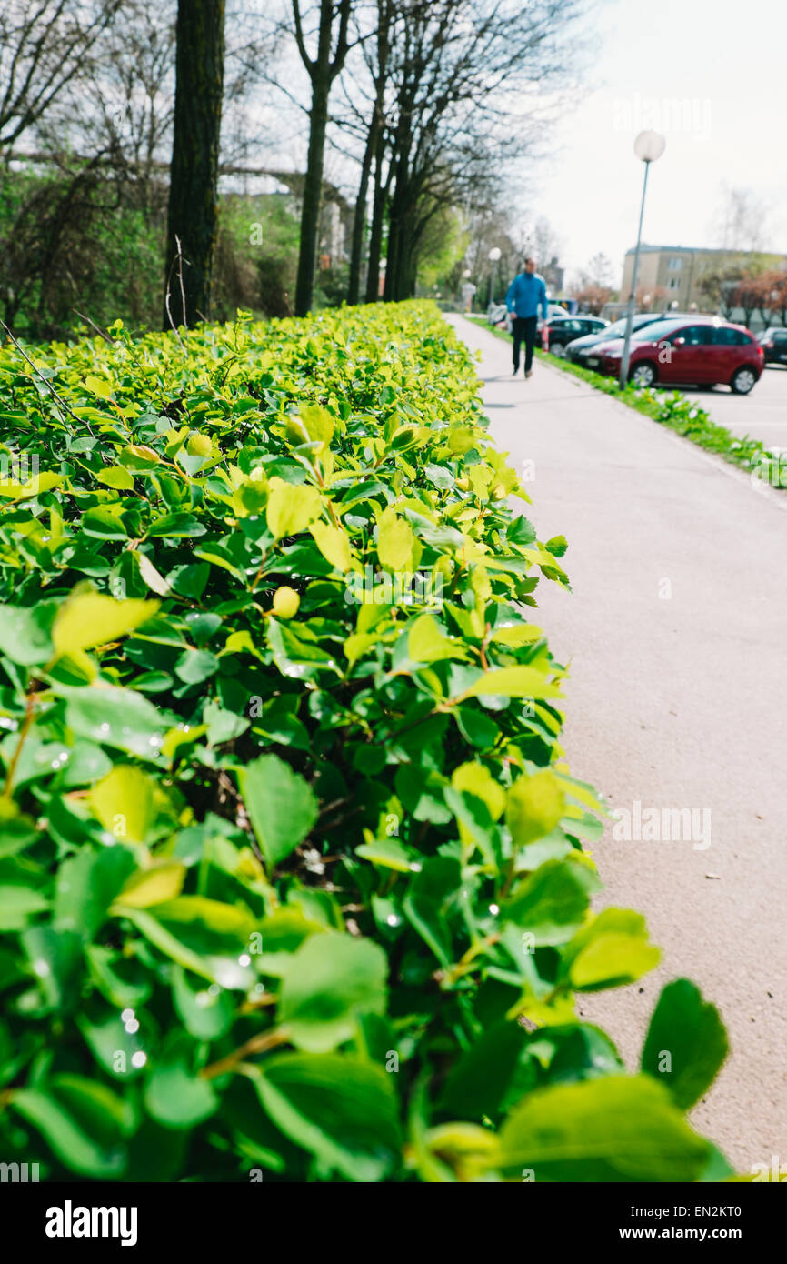 Green bushes with a sidewalk Stock Photo - Alamy
