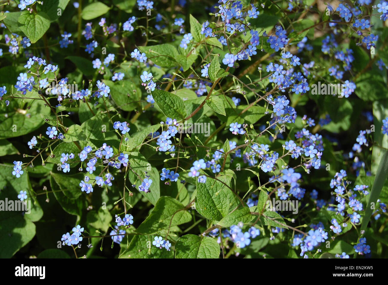 Nice blue flowers in the garden in spring sunlight Stock Photo - Alamy