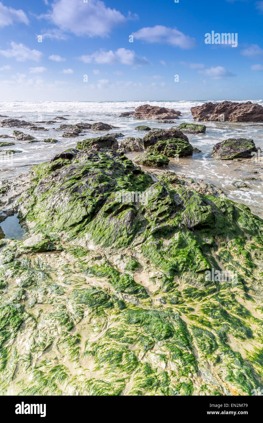 Algae on the beach hi-res stock photography and images - Alamy