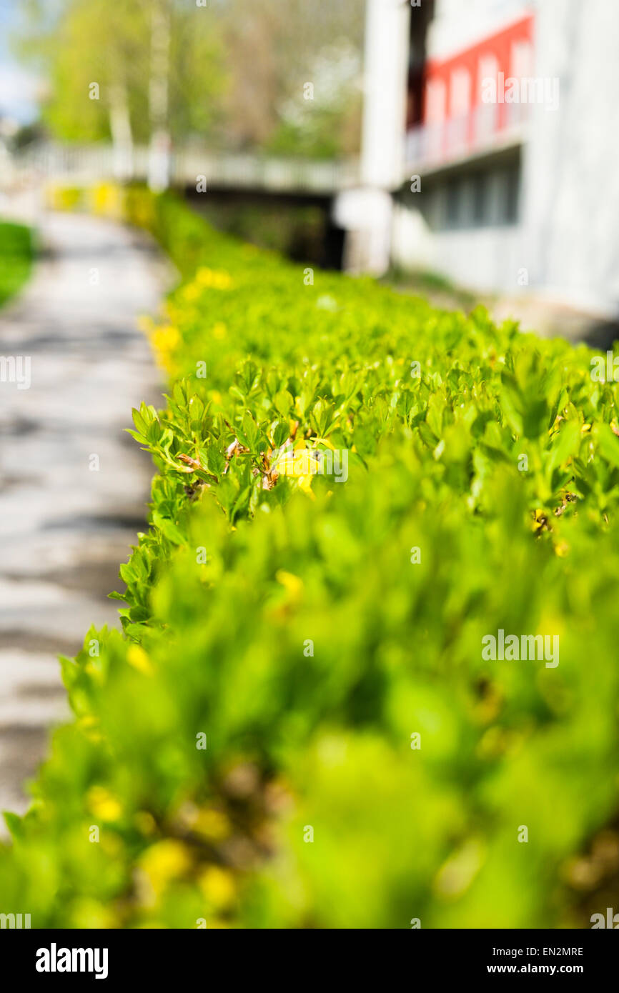 Green bushes on a sidewalk, Amstetten, Österreich Stock Photo - Alamy