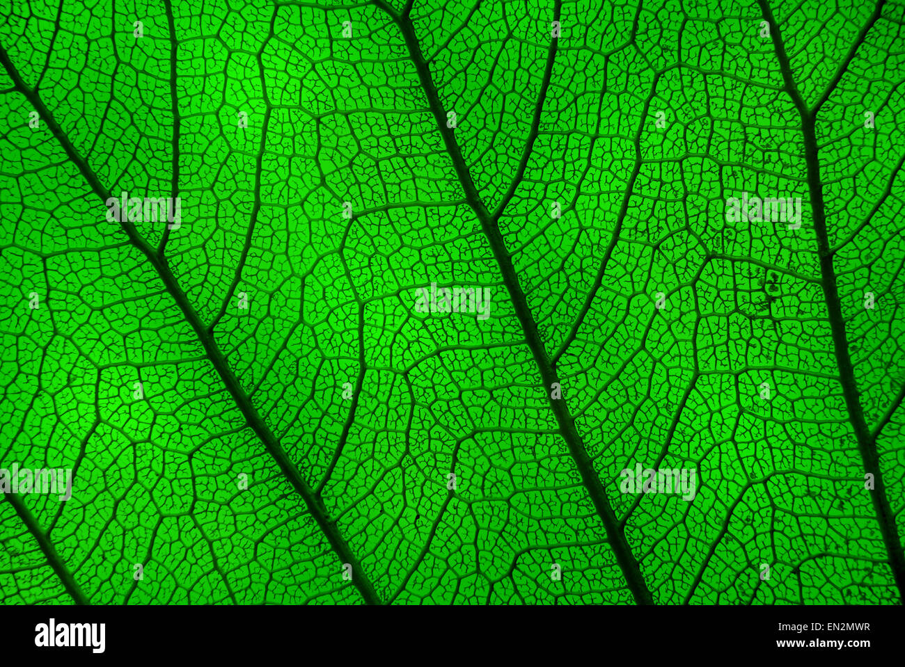 Leaf of the tree structure to the light Stock Photo - Alamy